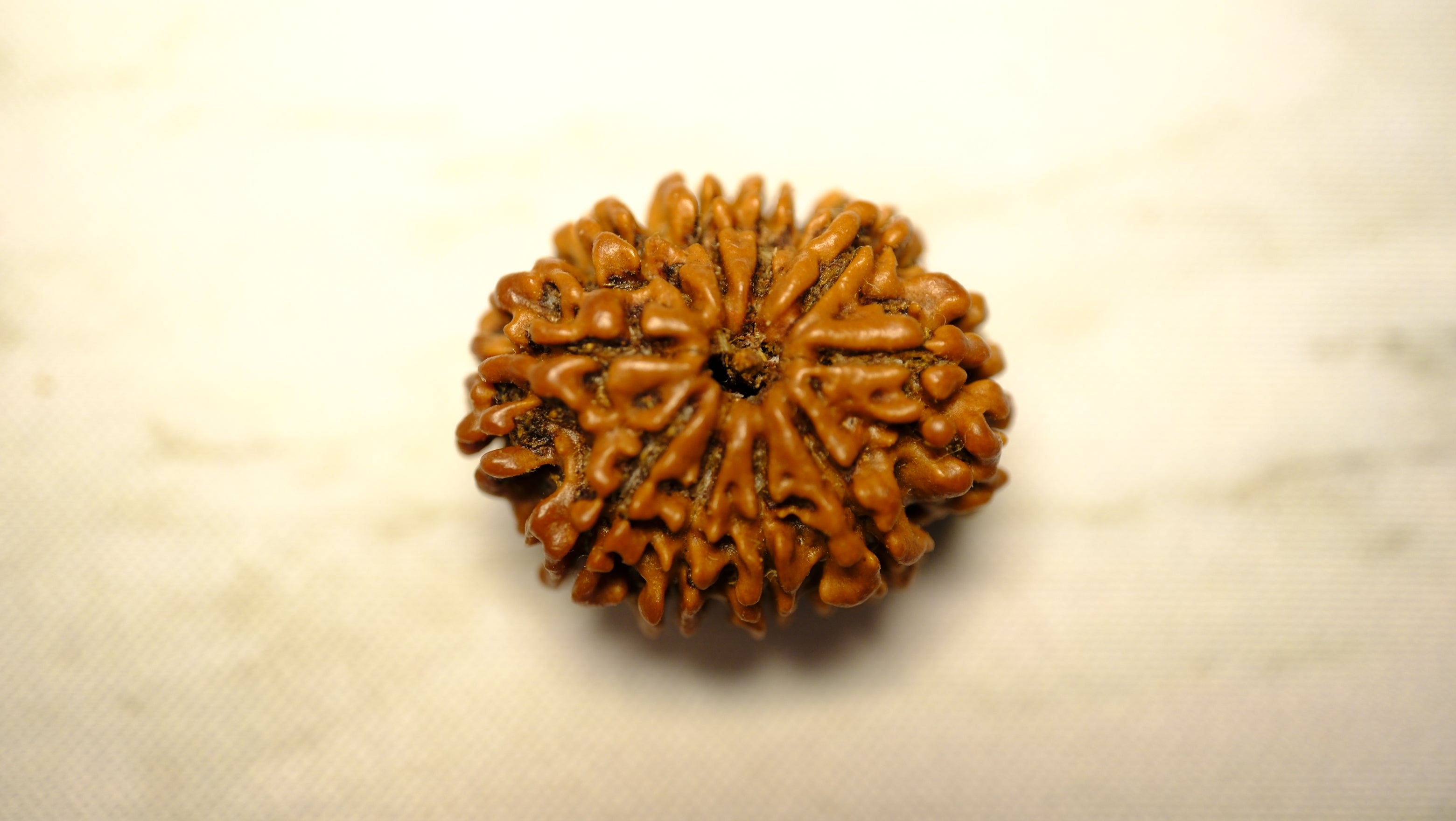 RudraKailash–Premium Rudrakshas, Malas, Bracelets & Spiritual Products ...